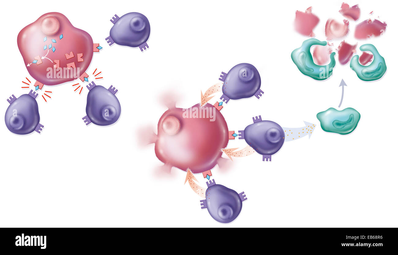 Immunsystem reaktion -Fotos und -Bildmaterial in hoher Auflösung – Alamy