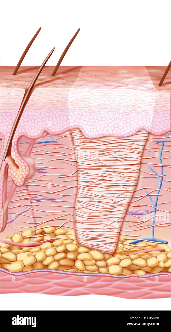 Dermis dibujo -Fotos und -Bildmaterial in hoher Auflösung – Alamy