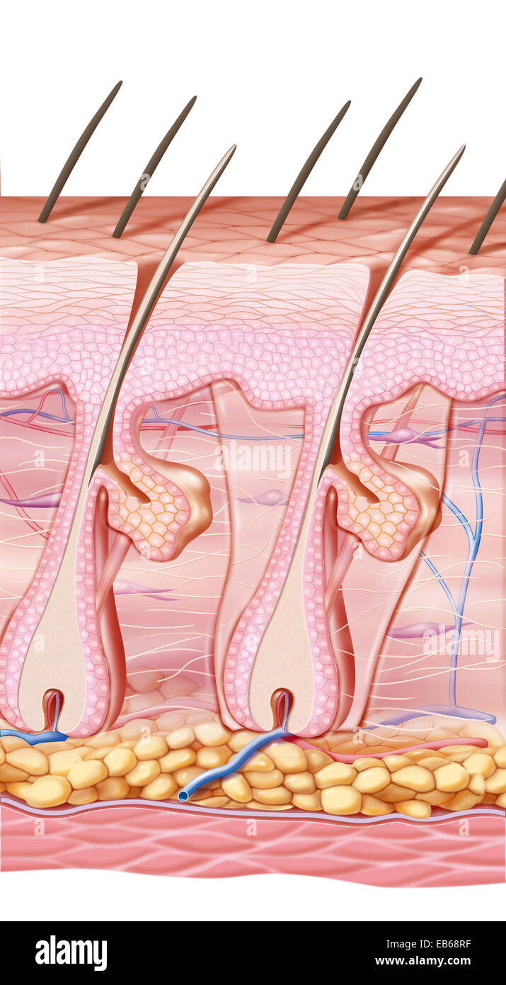 Die narbe -Fotos und -Bildmaterial in hoher Auflösung – Alamy