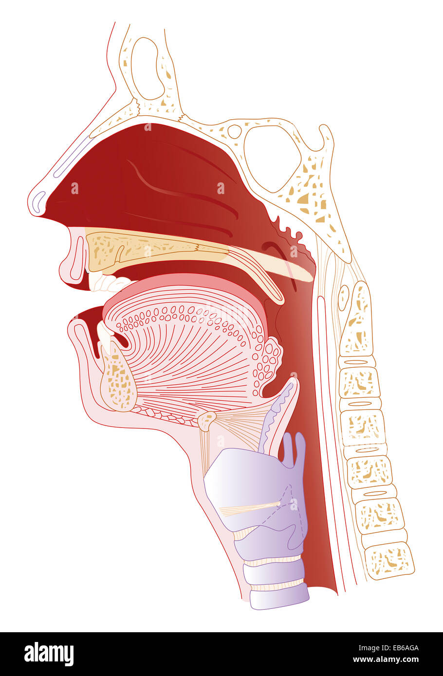Pharynx drawing Ausgeschnittene Stockfotos und -bilder - Alamy