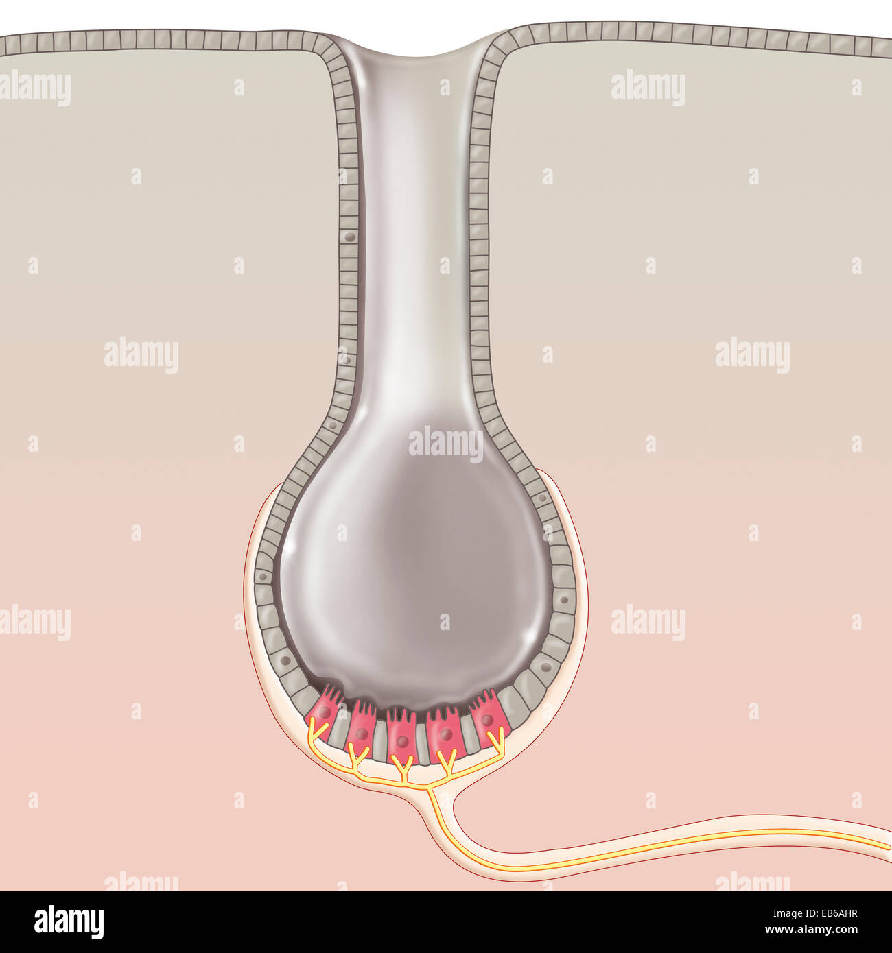Anatomie zeichnungen -Fotos und -Bildmaterial in hoher Auflösung – Alamy