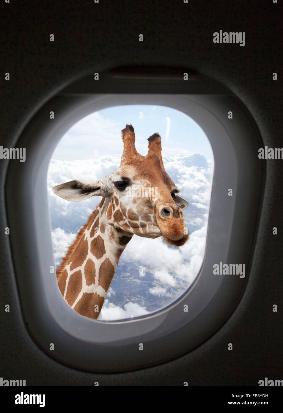 Giraffe, Blick aus dem Flugzeugfenster Stockfotografie - Alamy