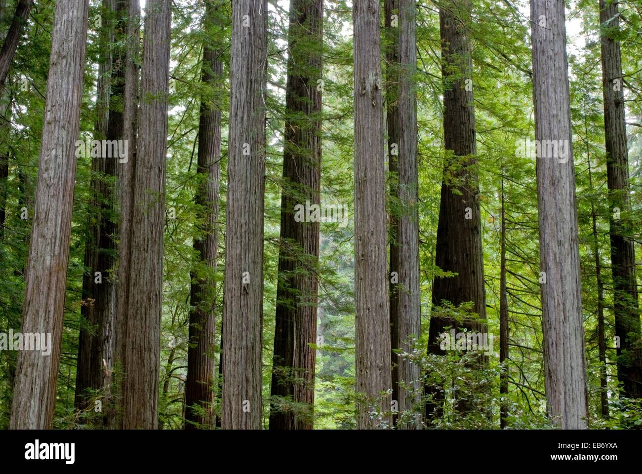 Humboldt redwoods sp -Fotos und -Bildmaterial in hoher Auflösung – Alamy