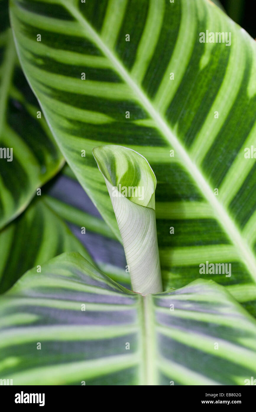 Calathea calathea -Fotos und -Bildmaterial in hoher Auflösung – Alamy