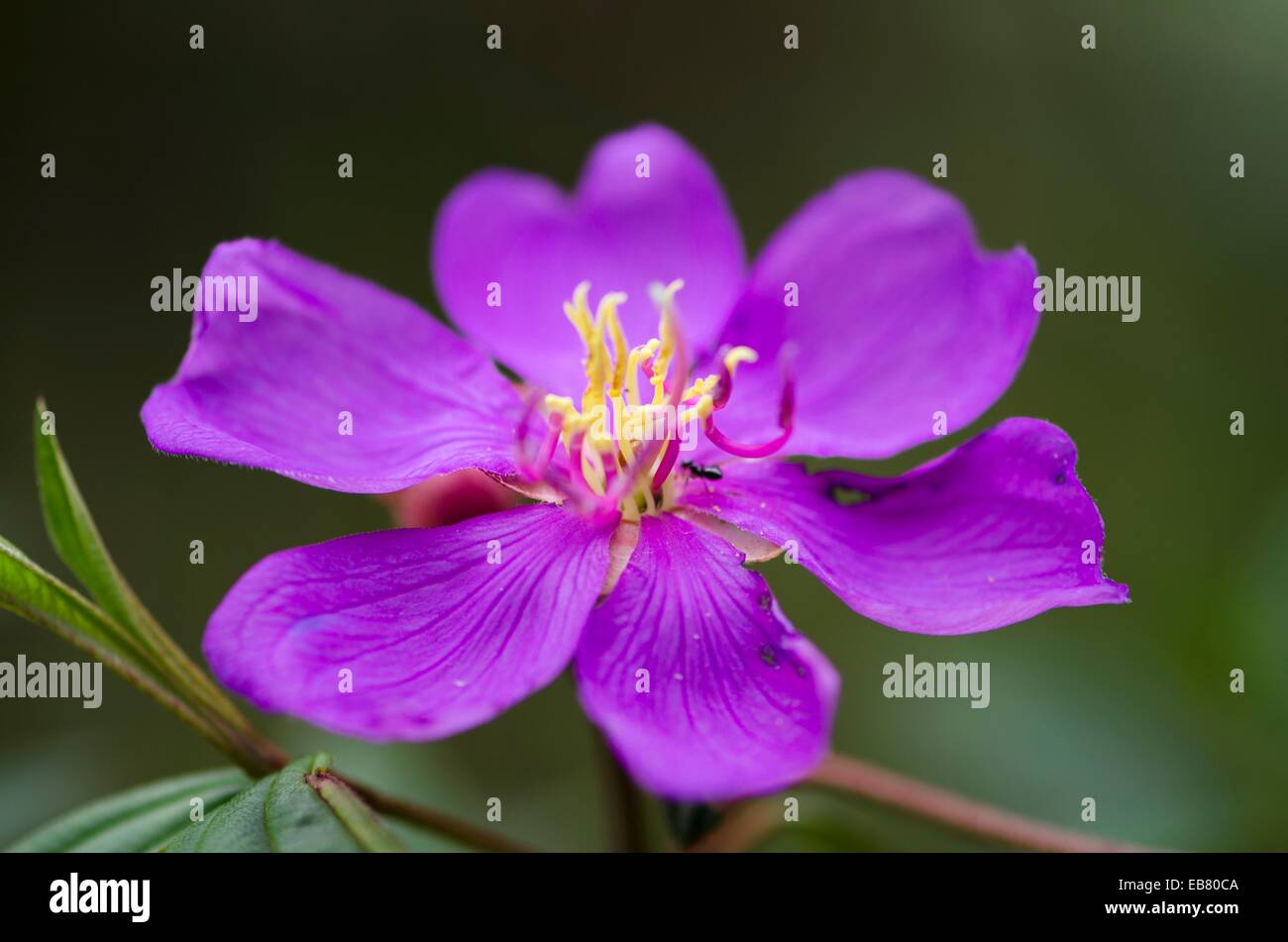 Wilde Blumen. Bild aufgenommen am Kampung Satau, Sarawak, Malaysia ...