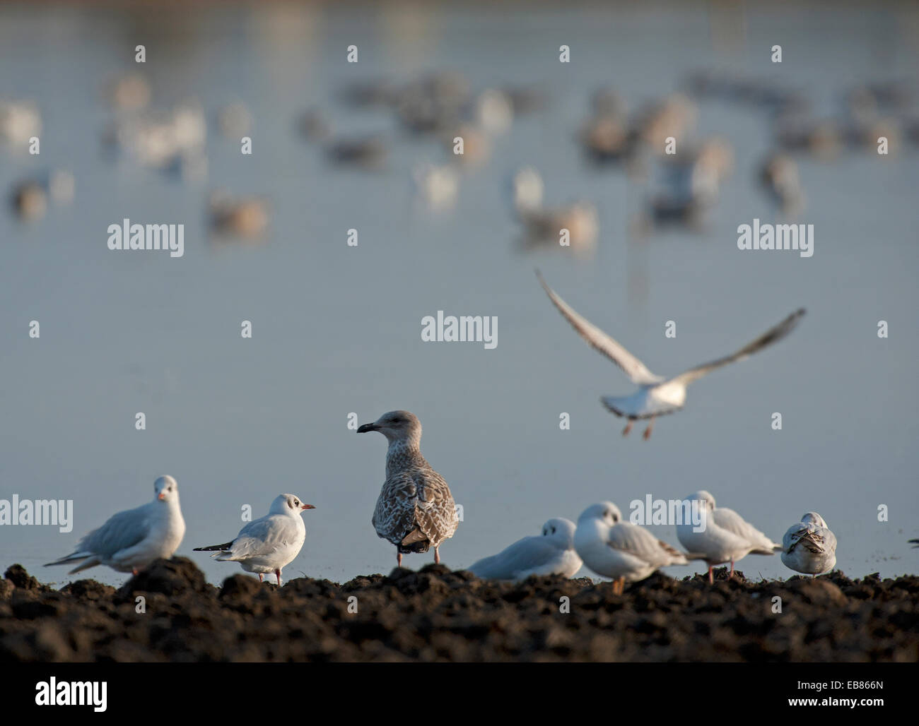 Große weißköpfige möwen -Fotos und -Bildmaterial in hoher Auflösung – Alamy