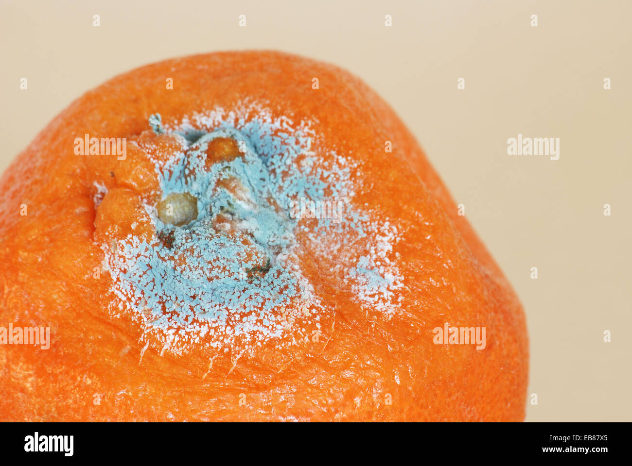 Penicillium Sp Stockfotos und -bilder Kaufen - Alamy