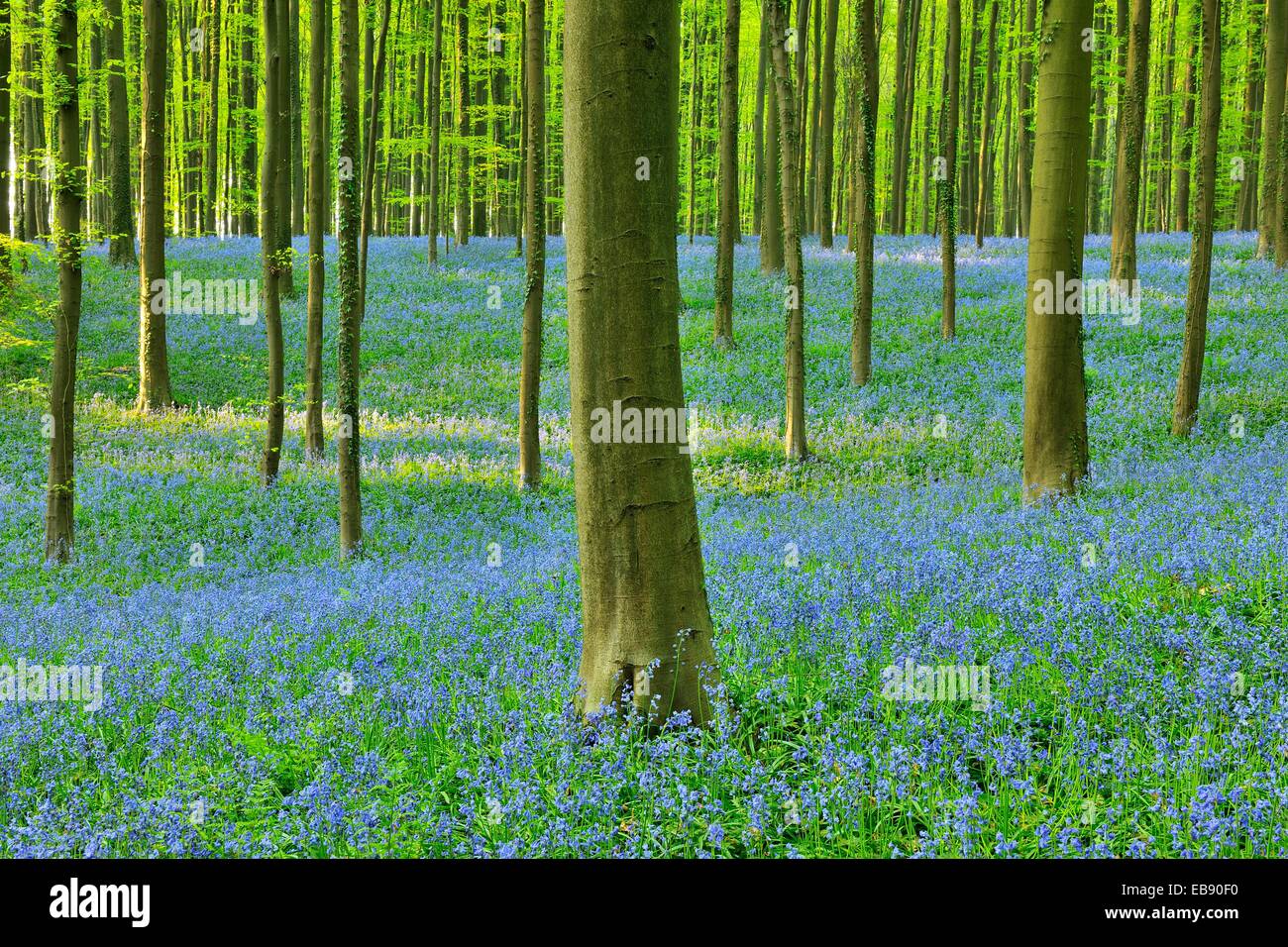 Buchenwald mit Glockenblumen im Frühling, Hallerbos, Halle, Vlaams Gewest, Brüssel, Belgien ...