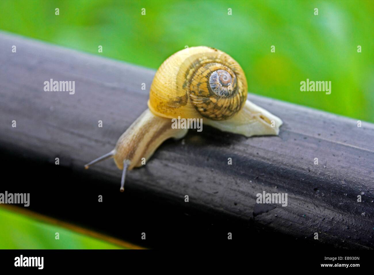 Helicidae, römische Schnecke, essbare Schnecken, Weinberg-Schnecke ...