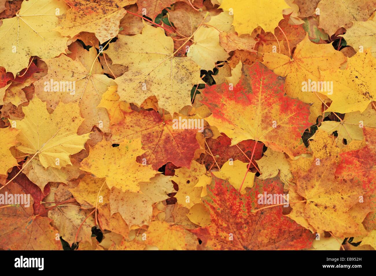 Kanton baselland -Fotos und -Bildmaterial in hoher Auflösung – Alamy