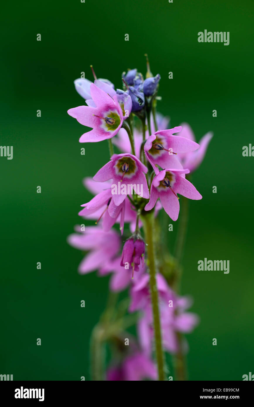 Primula matthioli -Fotos und -Bildmaterial in hoher Auflösung – Alamy