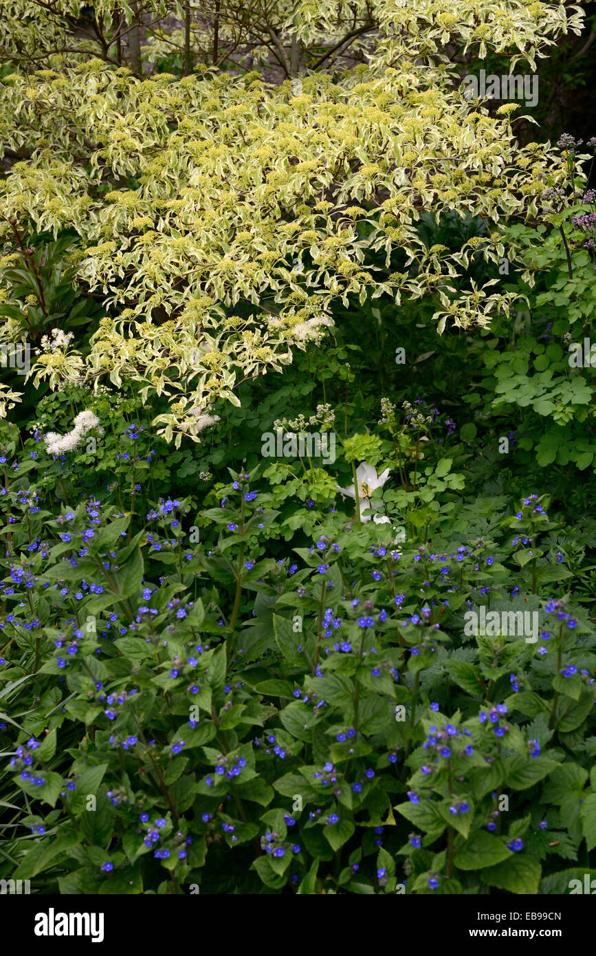 Cornus controversa 'variegata' -Fotos und -Bildmaterial in hoher ...