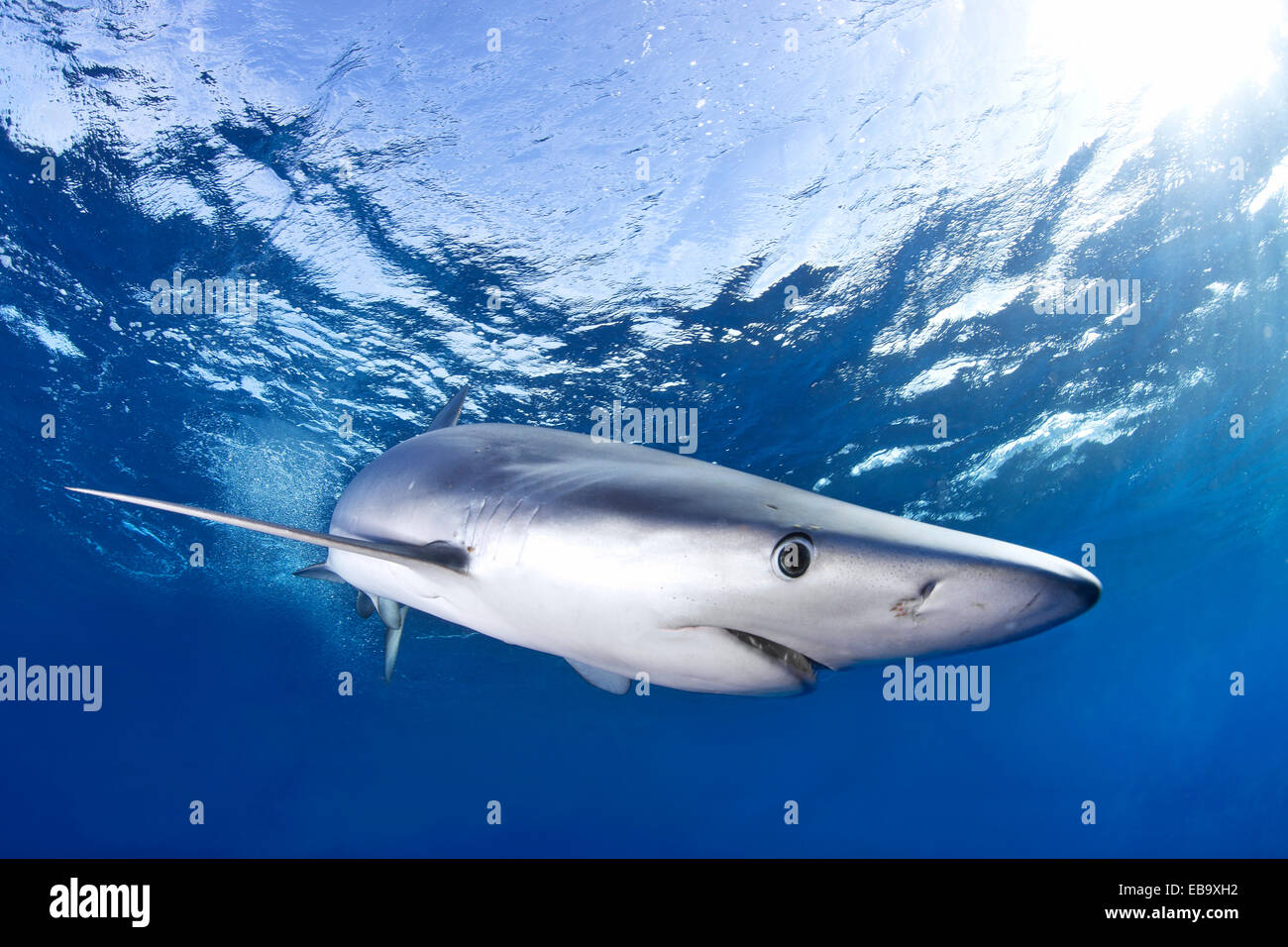 Blue shark eye -Fotos und -Bildmaterial in hoher Auflösung – Alamy