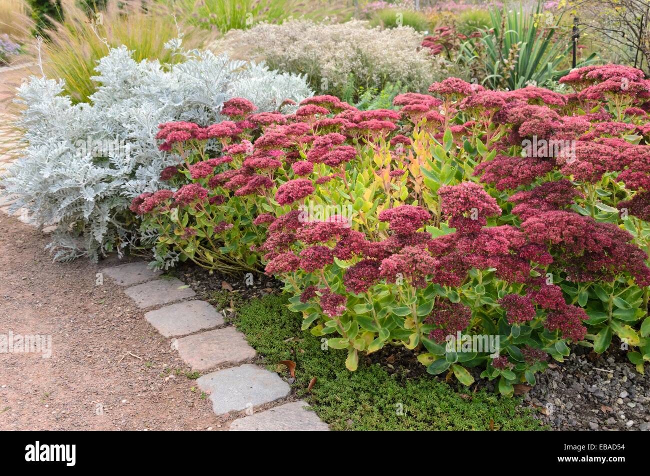 Orpine (Sedum telephium 'herbstfreude' syn. hylotelephium telephium ...