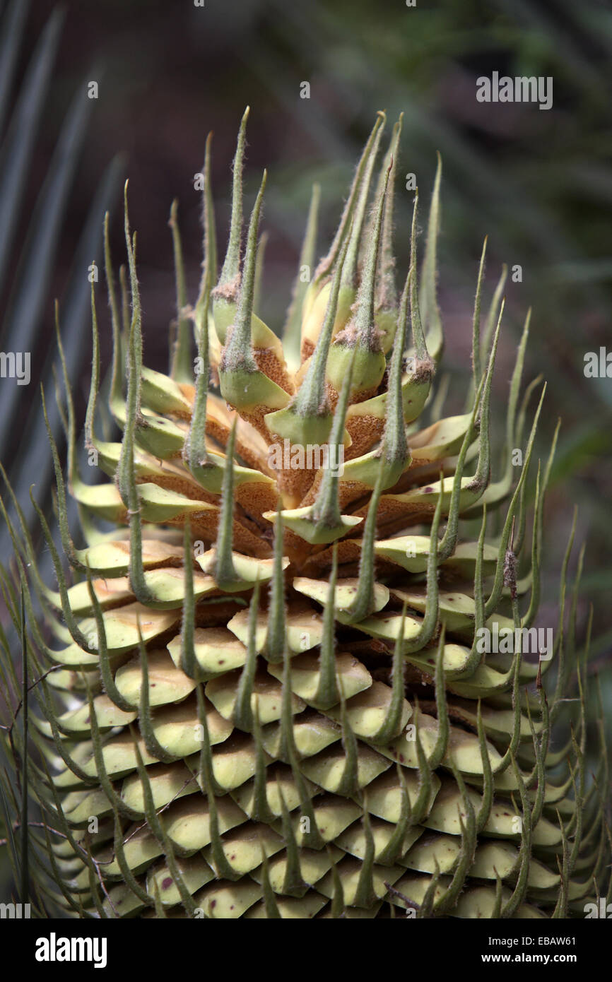 Macrozamia riedlei -Fotos und -Bildmaterial in hoher Auflösung – Alamy