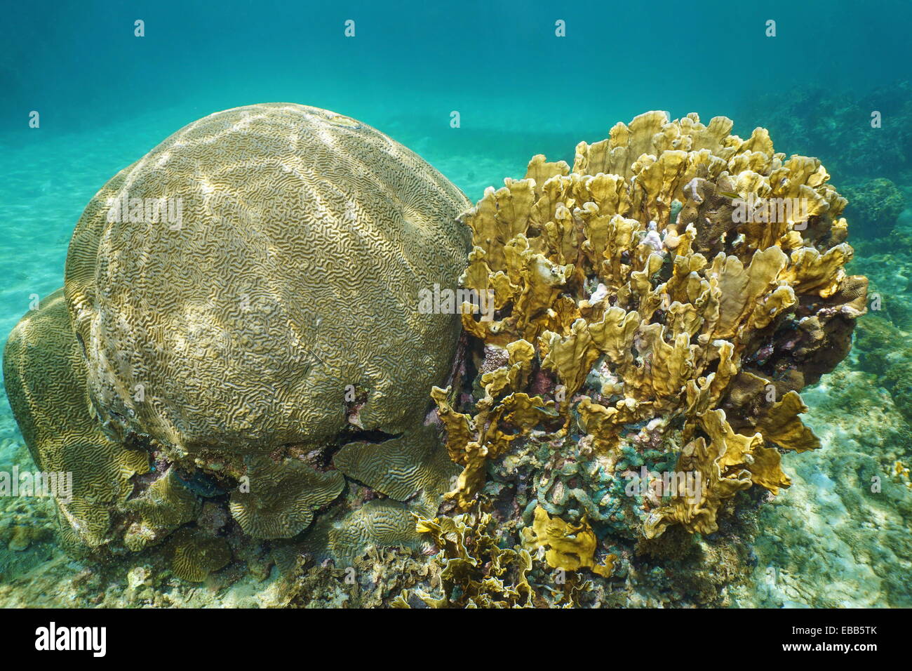 Millepora Complanata Stockfotos und -bilder Kaufen - Alamy