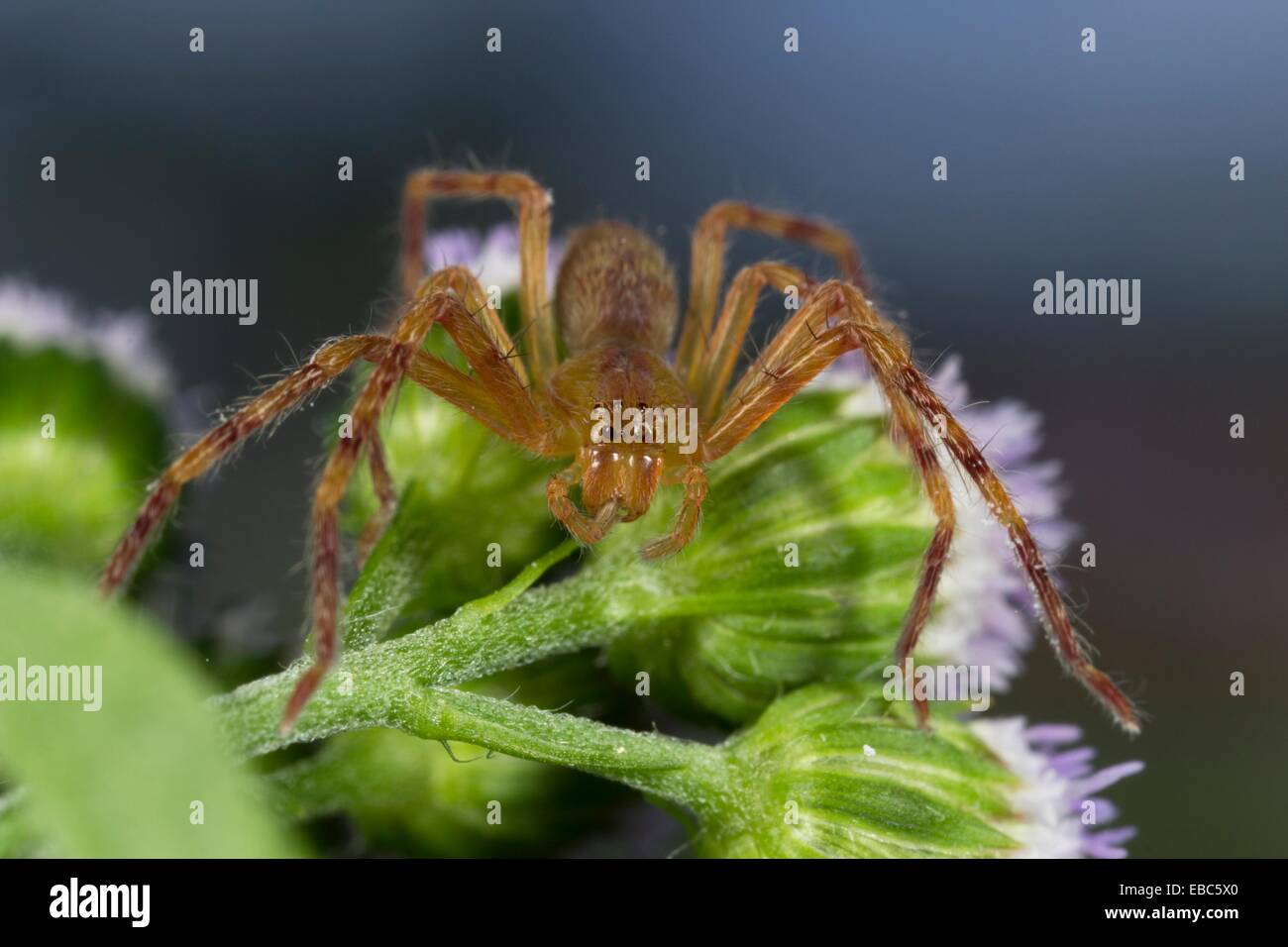Huntsman Spinne. Bild aufgenommen am Kampung Skudup, Sarawak, Malaysia ...