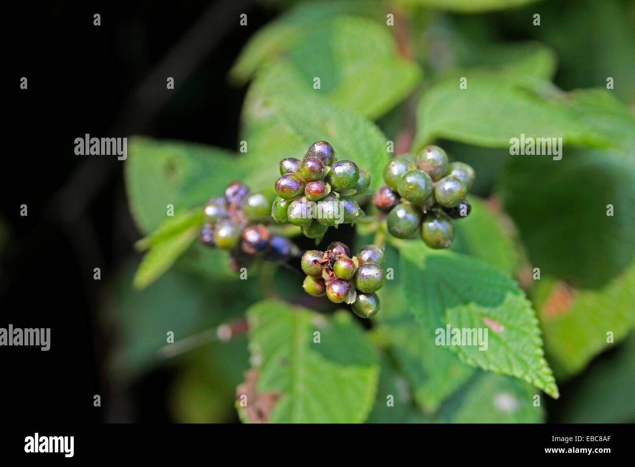 Lantana, Lantana Camara Var aculeata Stockfotografie - Alamy