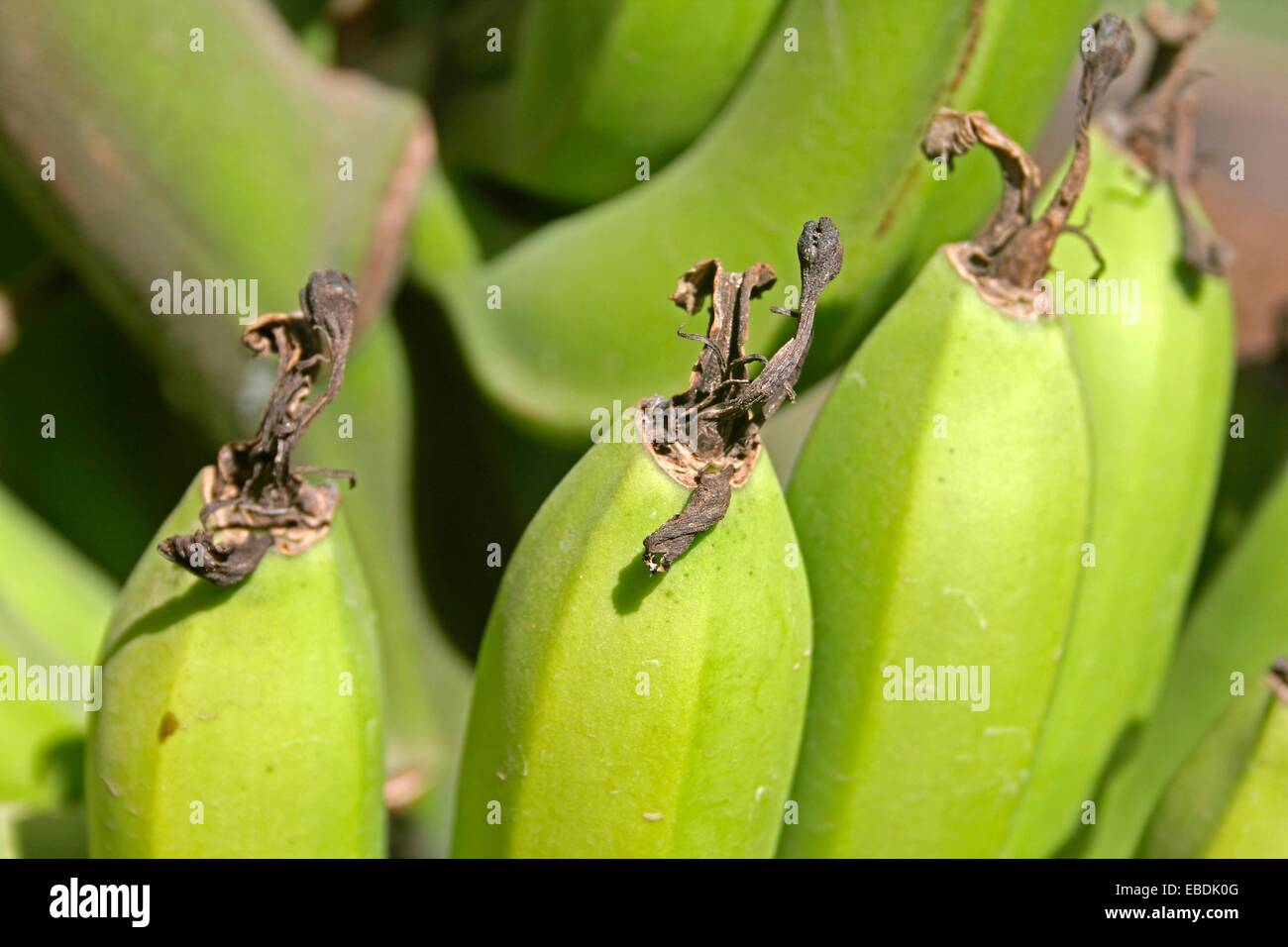 Banana tree fruit musa paradisiaca -Fotos und -Bildmaterial in hoher ...