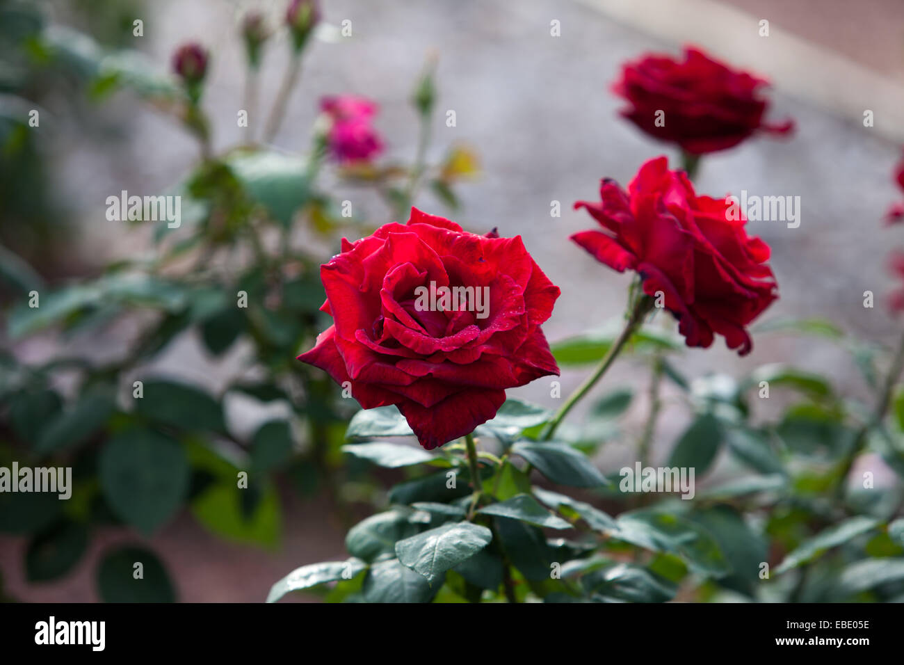 Schöne rote rosen -Fotos und -Bildmaterial in hoher Auflösung – Alamy
