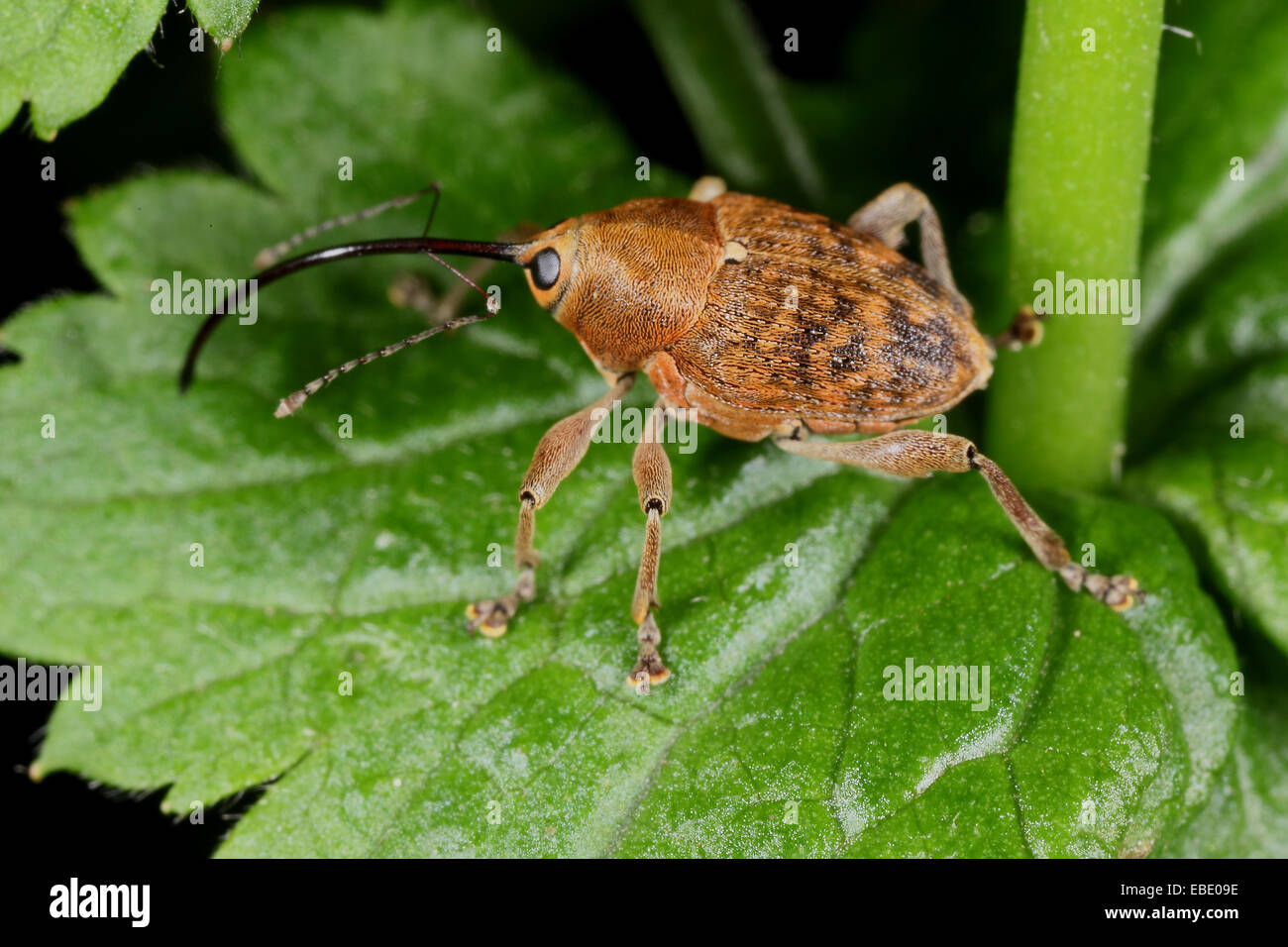 Curculio nucum -Fotos und -Bildmaterial in hoher Auflösung – Alamy