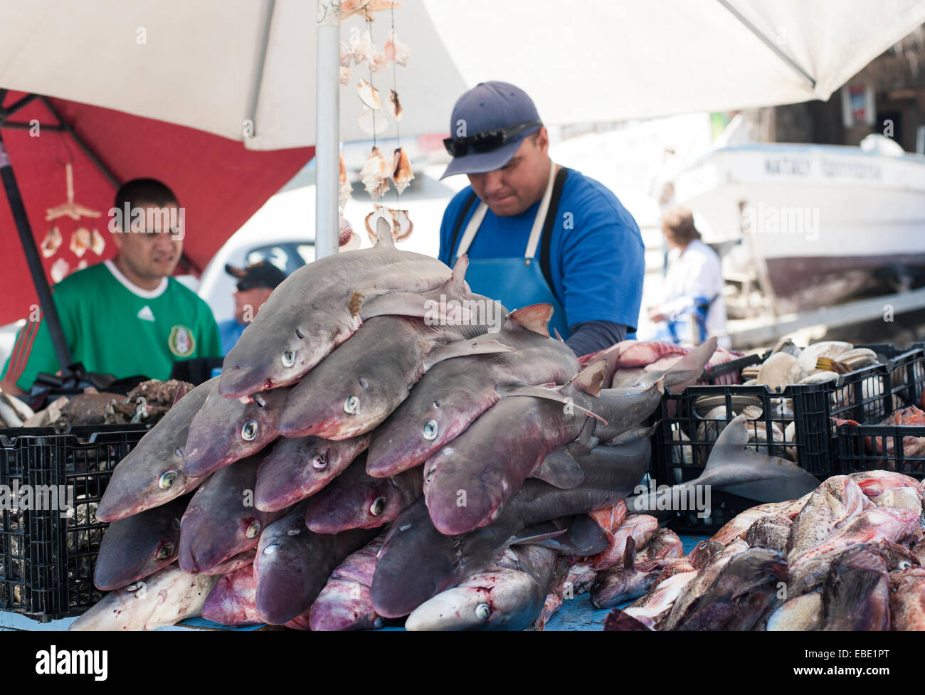 Ein großer Haufen von Leichen Hai angeordnet offen in Rosarito Beach in ...