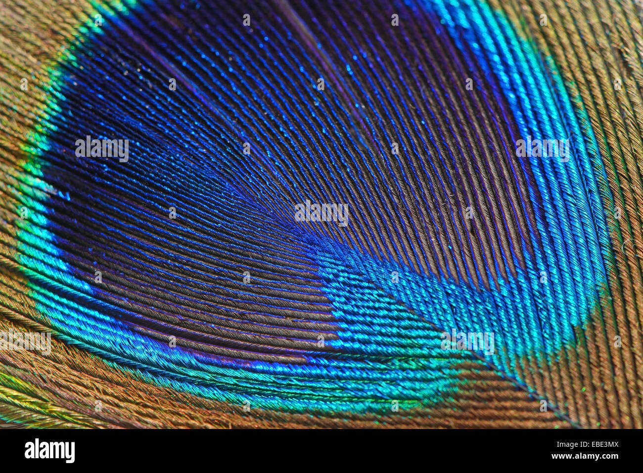 Peacock feather background -Fotos und -Bildmaterial in hoher Auflösung ...