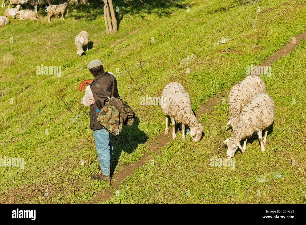 Grasender hirte -Fotos und -Bildmaterial in hoher Auflösung – Alamy