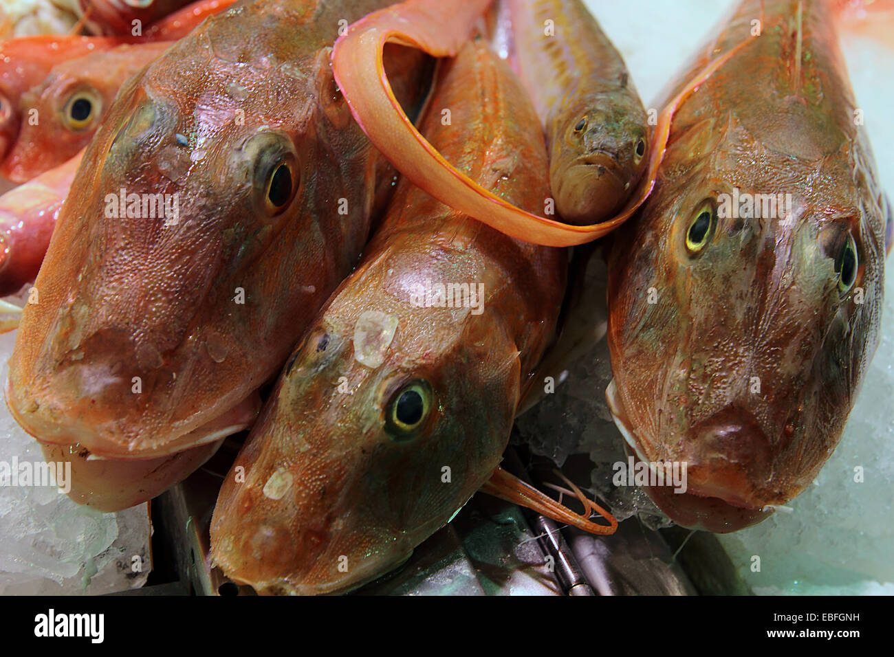 Frischer schalenfisch -Fotos und -Bildmaterial in hoher Auflösung – Alamy