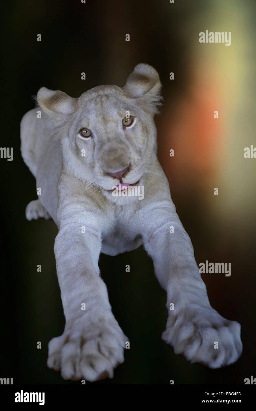 Cub weißer Löwe (Panthera Leo Krugeri Stockfotografie - Alamy