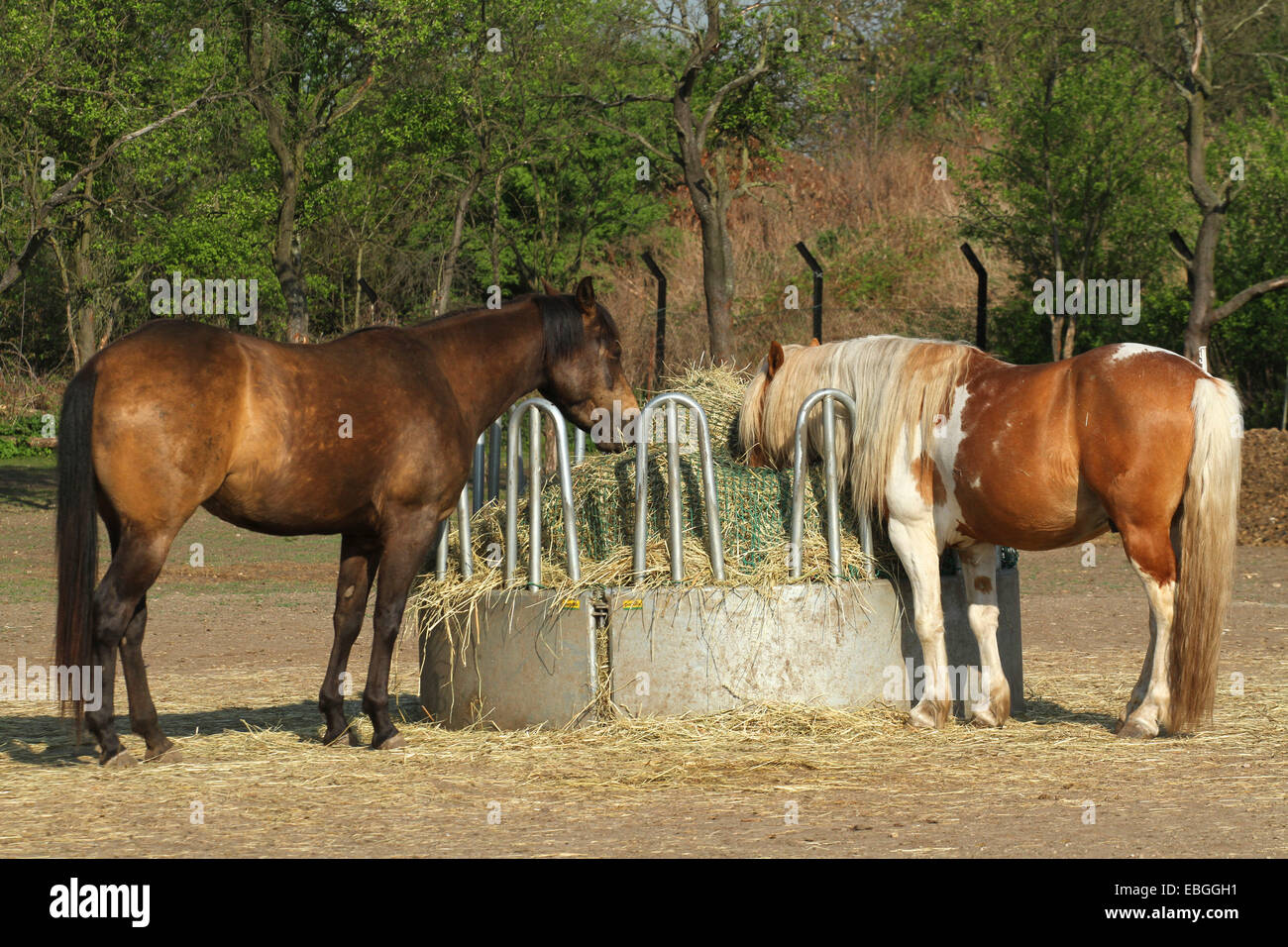 Ponys essen -Fotos und -Bildmaterial in hoher Auflösung – Alamy
