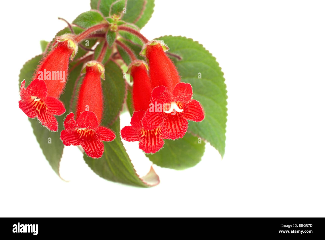 Roter kohleria rongo -Fotos und -Bildmaterial in hoher Auflösung – Alamy