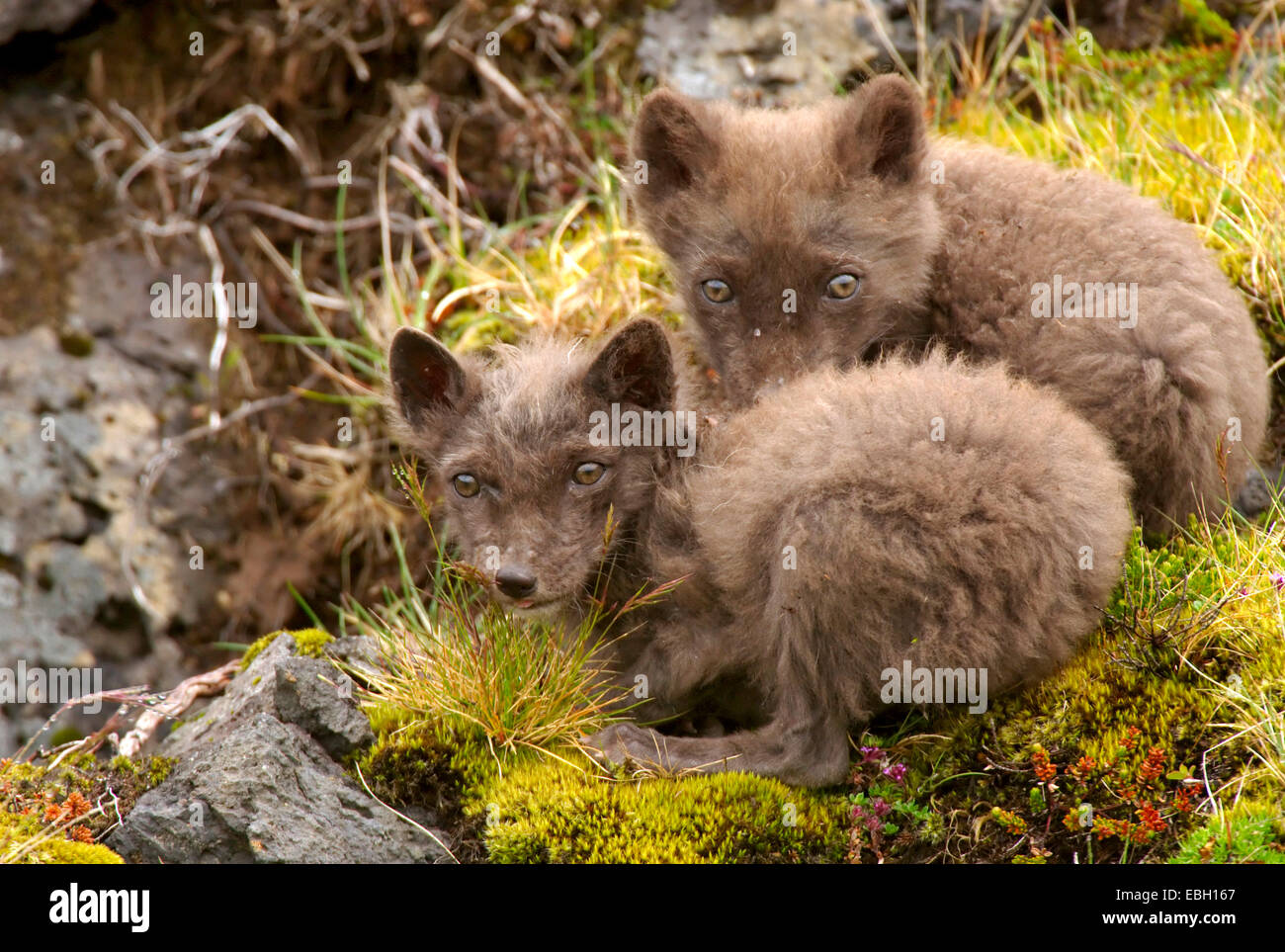Polarfuchs beute -Fotos und -Bildmaterial in hoher Auflösung – Alamy