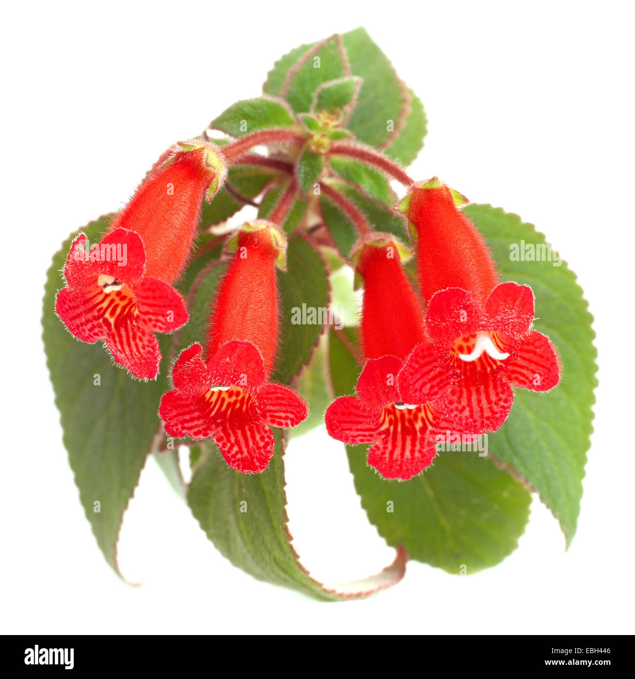 Roter Kohleria Rongo Stockfotos und -bilder Kaufen - Alamy
