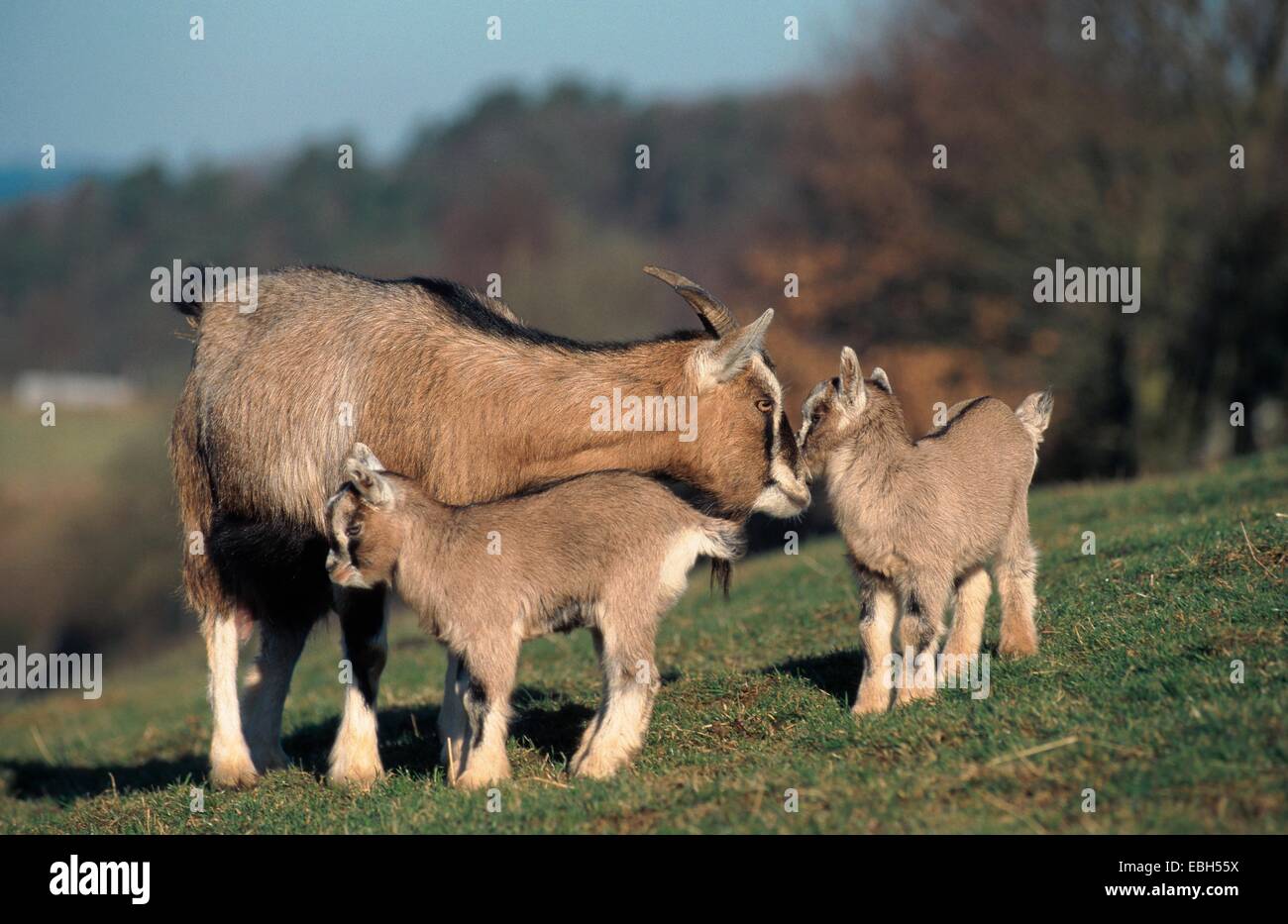 Sie ziege -Fotos und -Bildmaterial in hoher Auflösung – Alamy