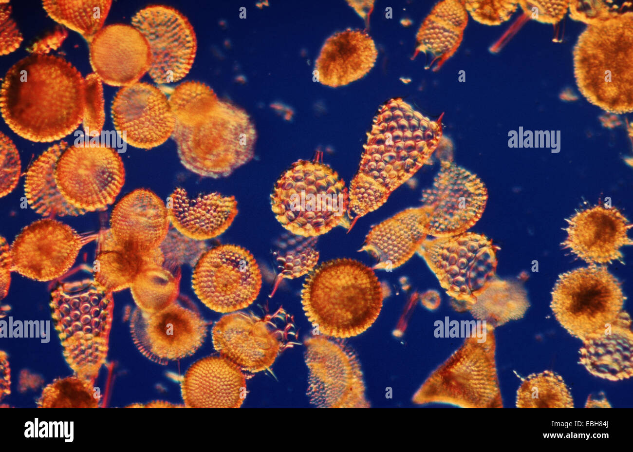 Protozoen oder metazoen -Fotos und -Bildmaterial in hoher Auflösung – Alamy