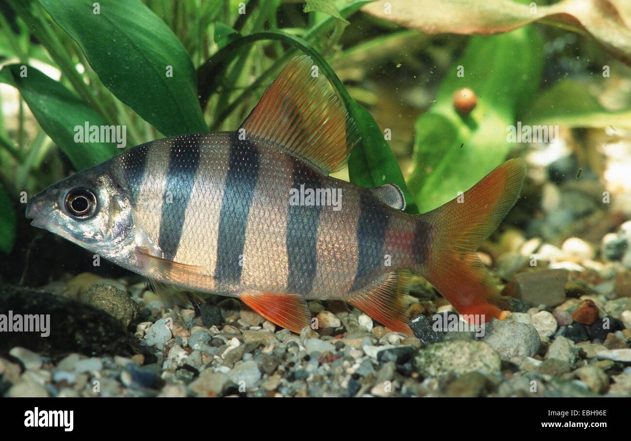 Distichodus sexfasciatus -Fotos und -Bildmaterial in hoher Auflösung ...