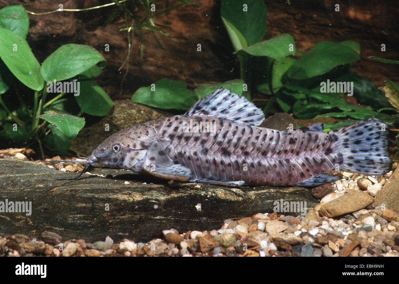 Hoplosternum thoracatum -Fotos und -Bildmaterial in hoher Auflösung – Alamy