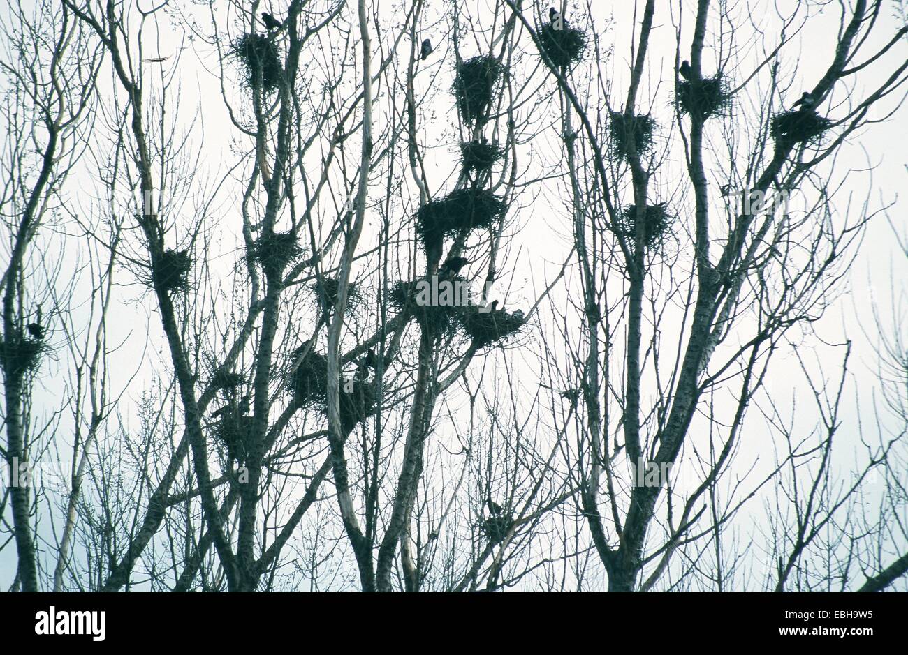 Dohle (Corvus Monedula), Nester der Dohle in einer Tre Stockfotografie ...