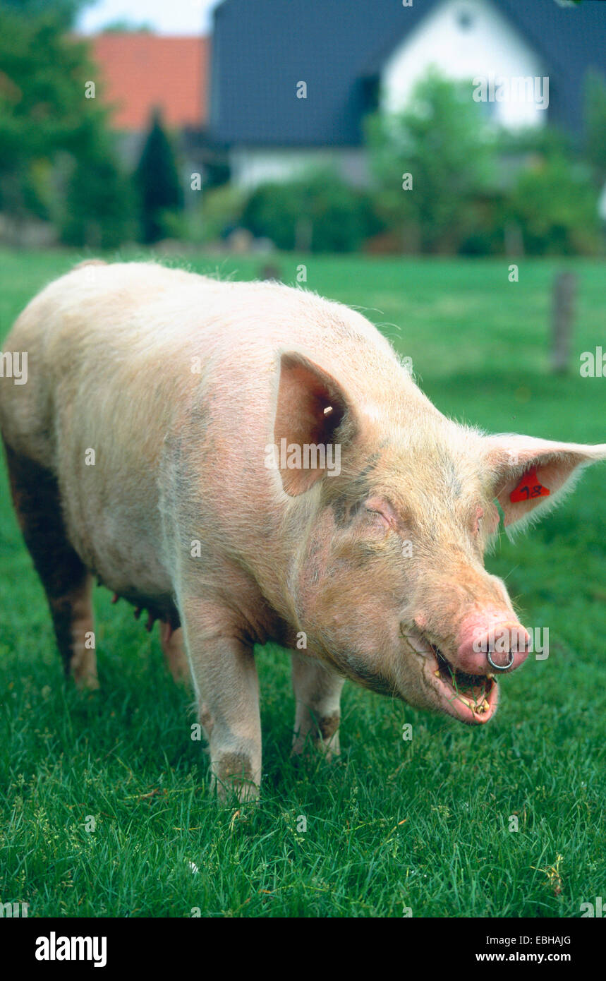 Domestic pigs -Fotos und -Bildmaterial in hoher Auflösung – Alamy