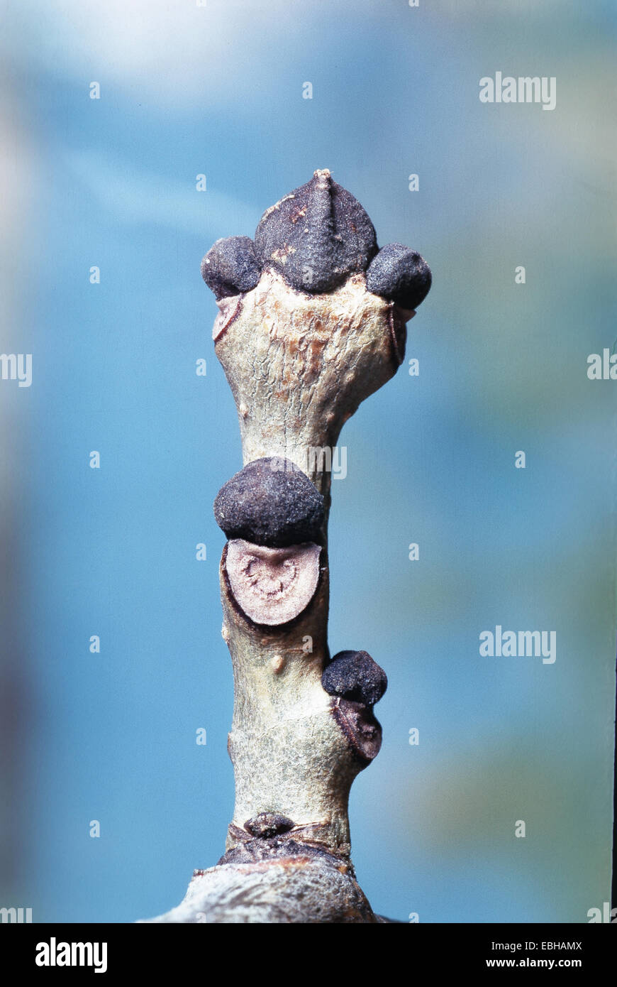 Fraxinus excelsior knospe -Fotos und -Bildmaterial in hoher Auflösung ...
