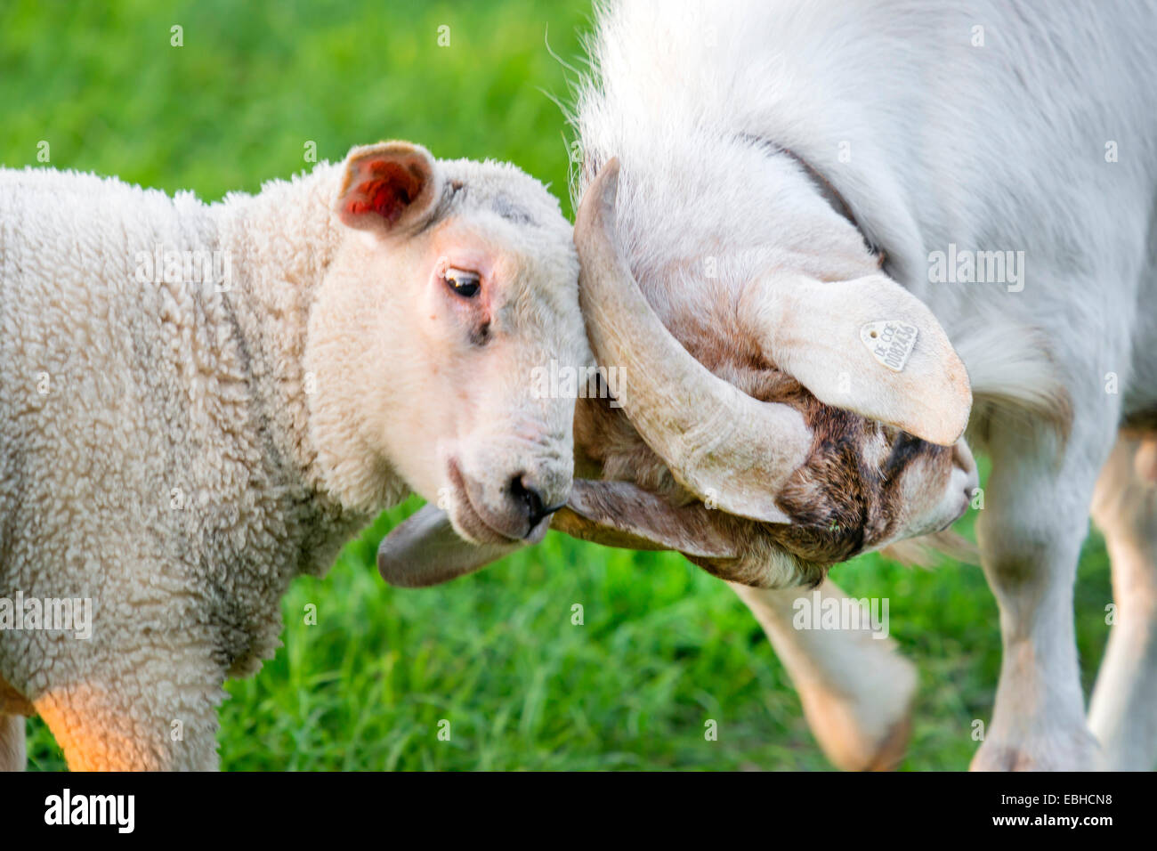 Goat lamb -Fotos und -Bildmaterial in hoher Auflösung – Alamy