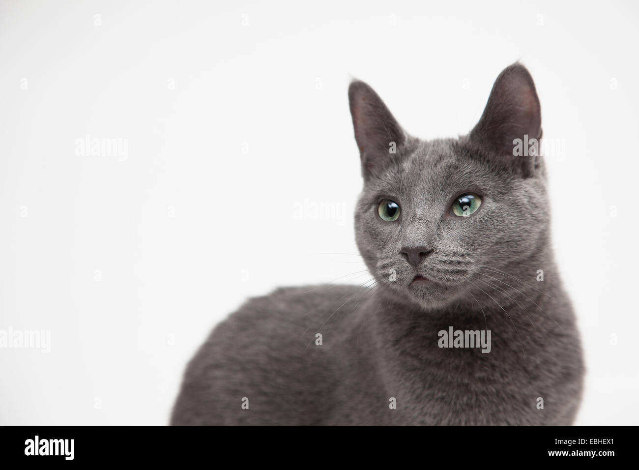 Russisch blau katze -Fotos und -Bildmaterial in hoher Auflösung – Alamy