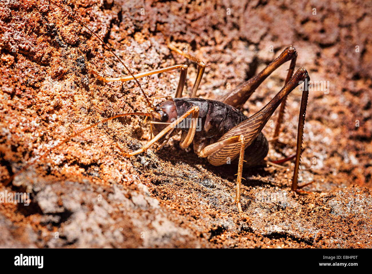 Cave insect -Fotos und -Bildmaterial in hoher Auflösung – Alamy