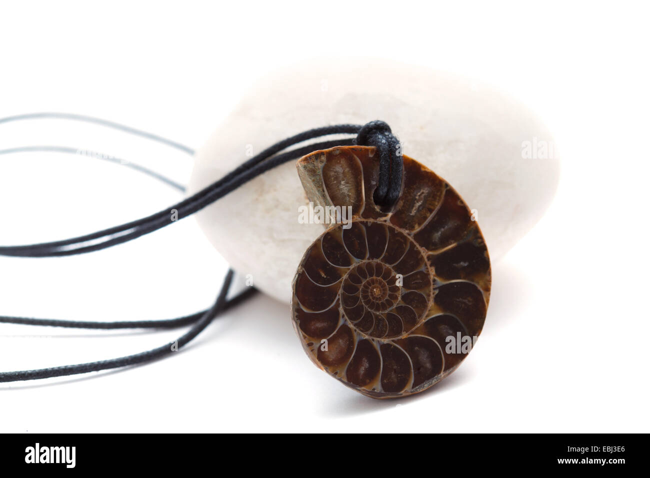 Ammonit auf weiß -Fotos und -Bildmaterial in hoher Auflösung – Alamy