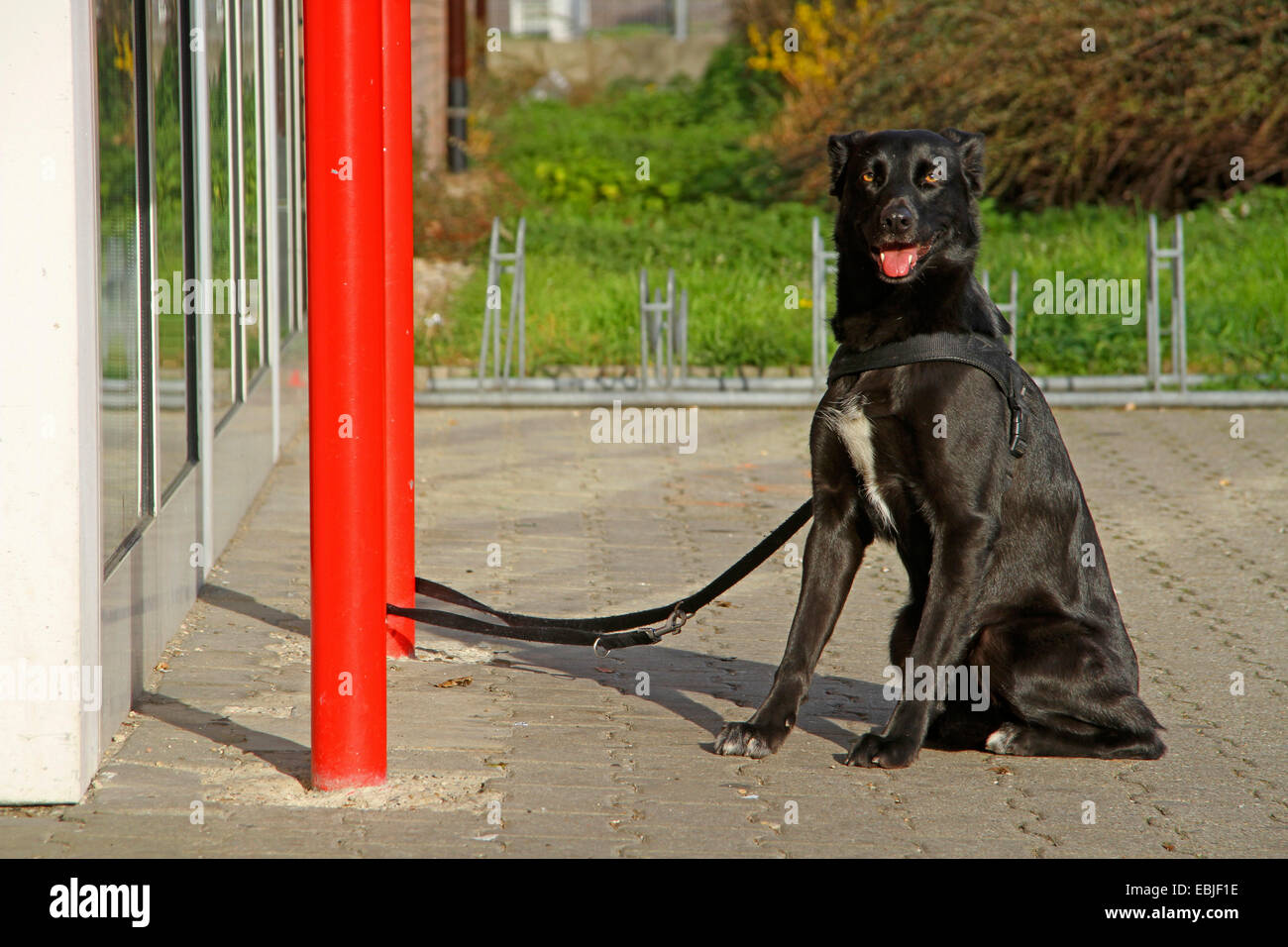 Hund von vorne -Fotos und -Bildmaterial in hoher Auflösung – Alamy