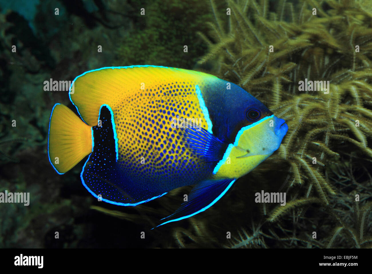 Kaiser Angelfish, Imperial Kaiserfisch (Pomacanthus Imperator ...