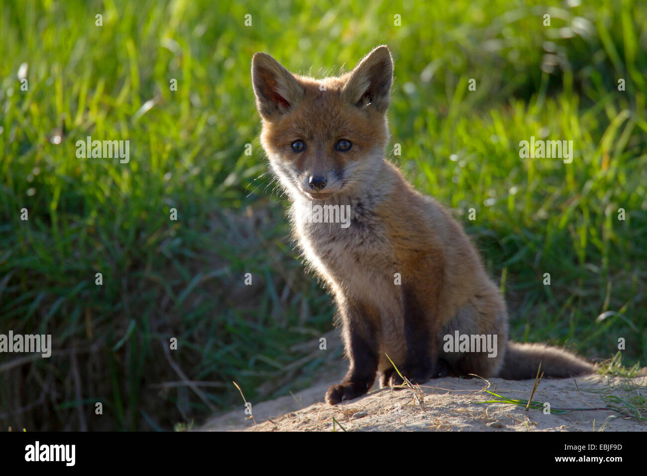 Junger fuchs sitzt auf einer wiese -Fotos und -Bildmaterial in hoher ...