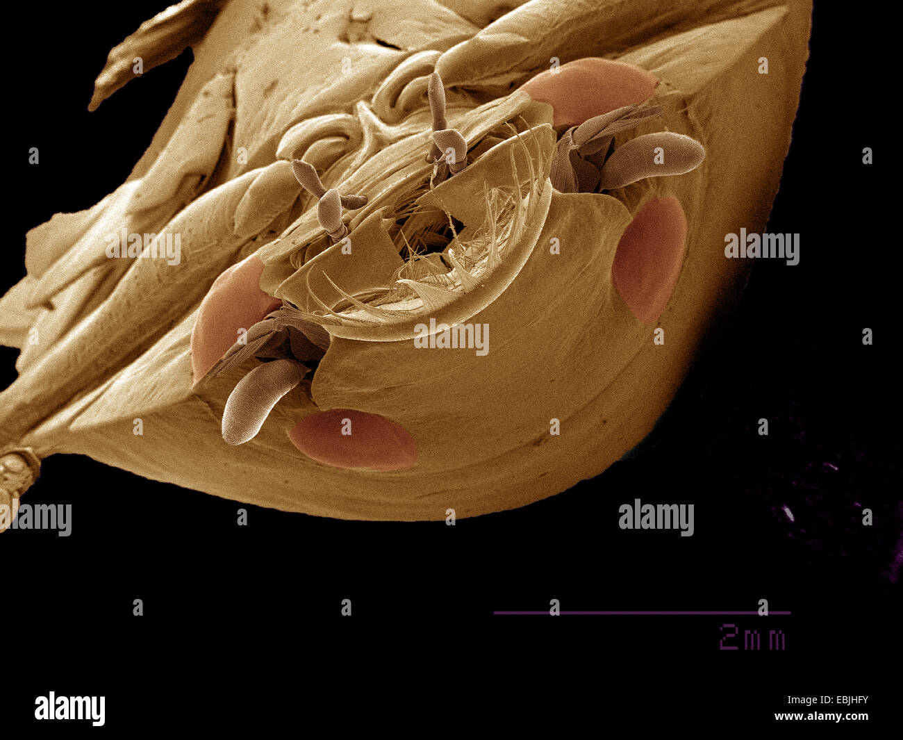 Vier Augen Whirligig Käfer, Gyrinidae SEM Stockfotografie - Alamy