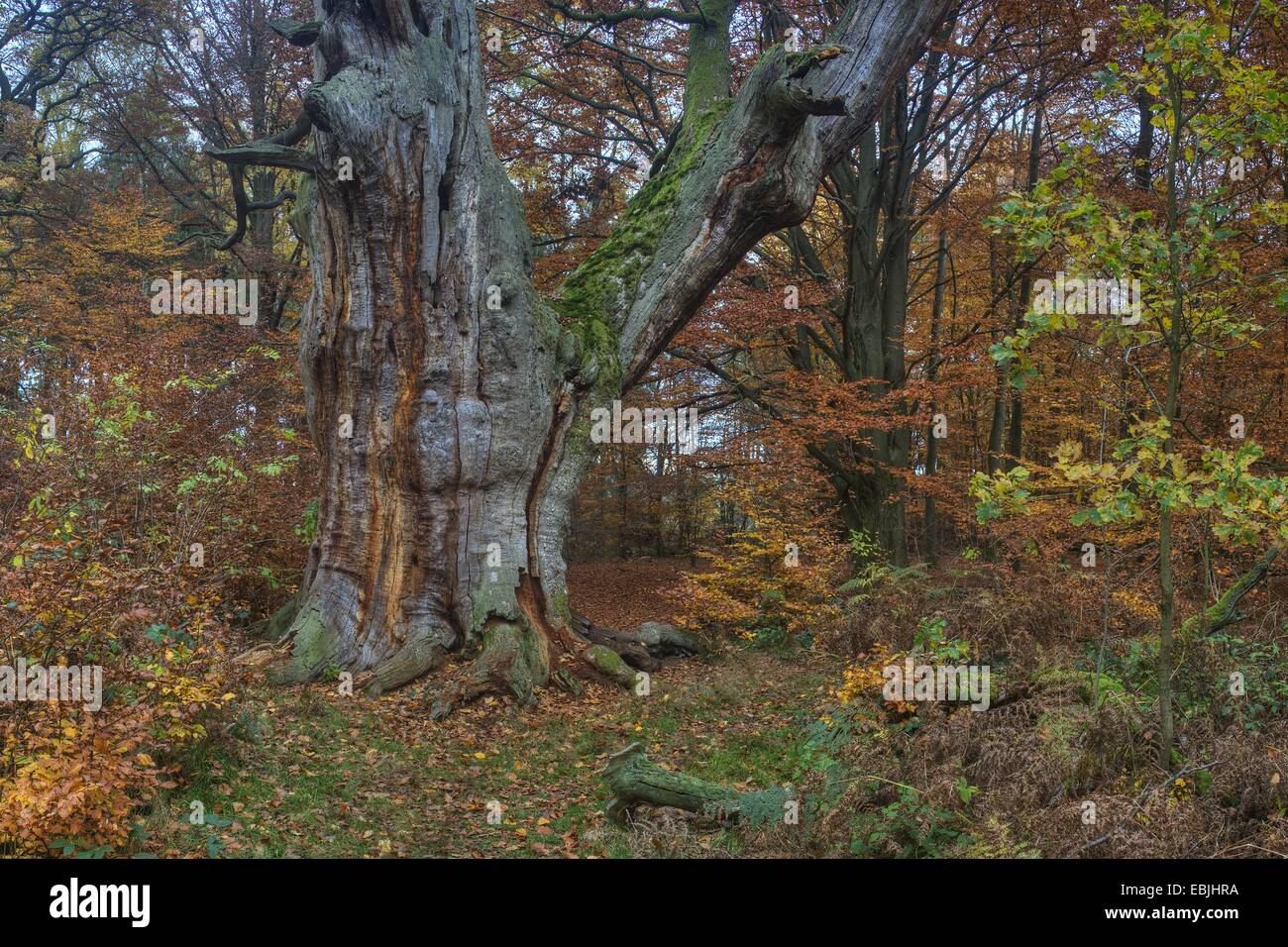 Alte Eichen Im Herbst Stockfotos und -bilder Kaufen - Alamy